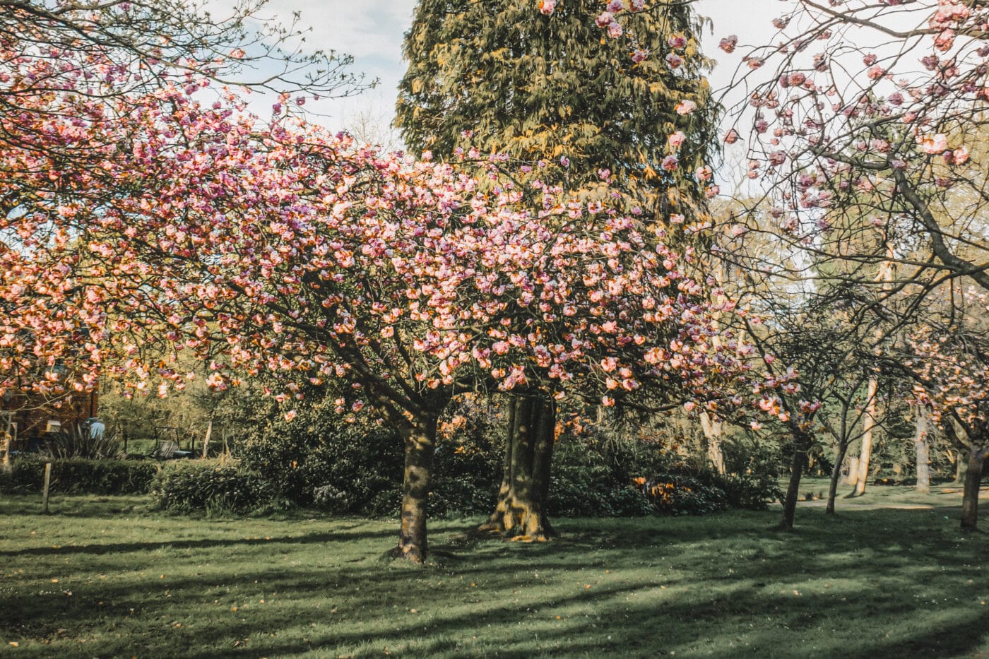 TOP PLANTS FOR EARLY SPRING LANDSCAPES - Willow Gates Landscaping